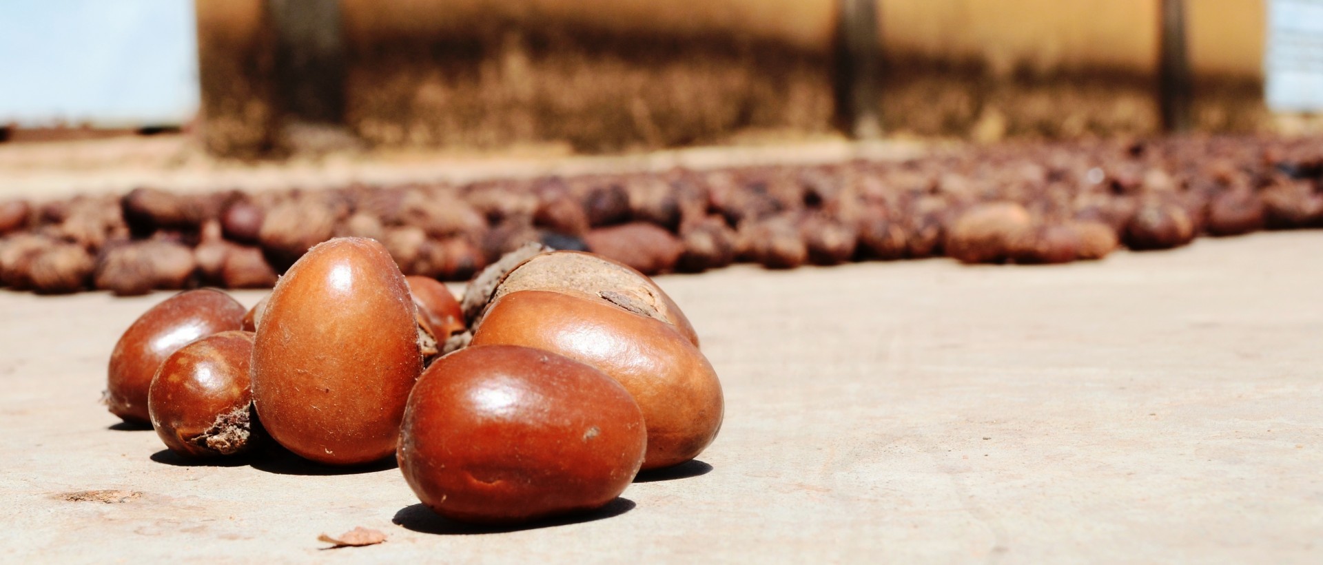 Global Shea Alliance | Enhanced Integrated Framework (EIF)